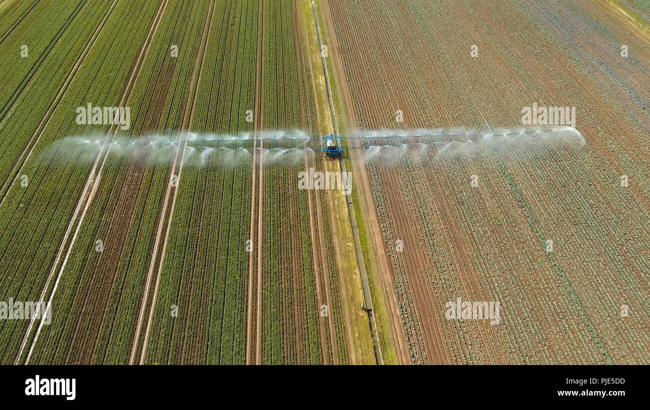 Aerial view: Irrigation equipment watering cabbage field. Irrigation ...