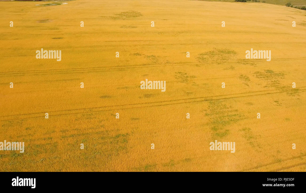 Aerial view wheat field. Golden wheat field. Yellow grain ready for ...