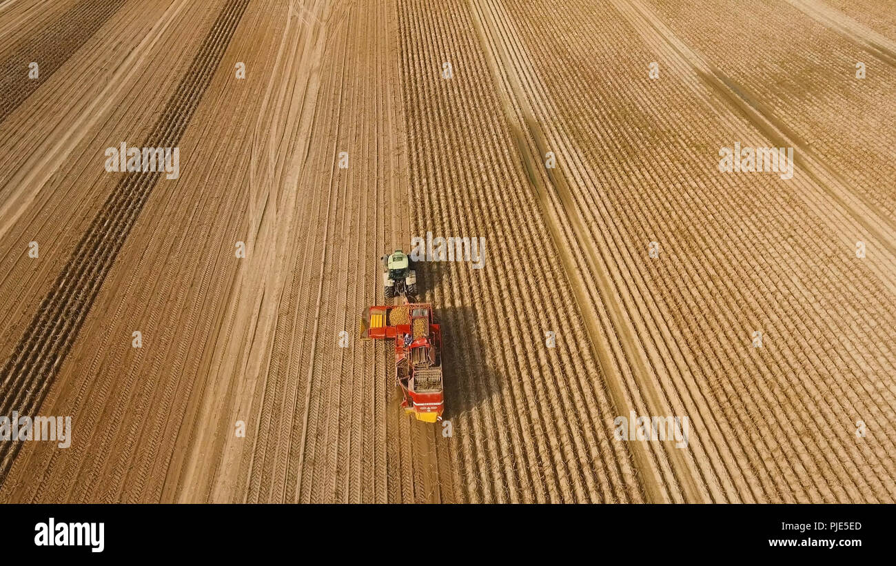 Farm machinery harvesting potatoes. Farmer field with a potato crop ...
