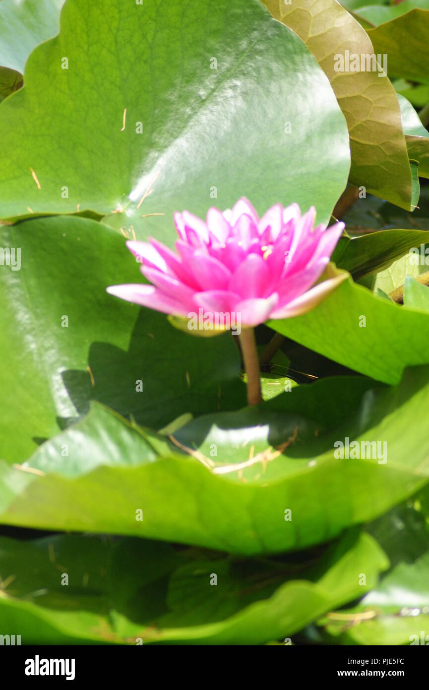 Feuilles de nénuphar hi-res stock photography and images - Alamy