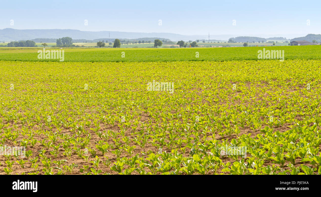rural agricultural scenery with crop field at spring time in Hohenlohe ...