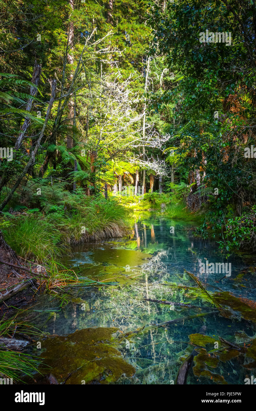 Redwood forest rotorua new zealand hi-res stock photography and images ...