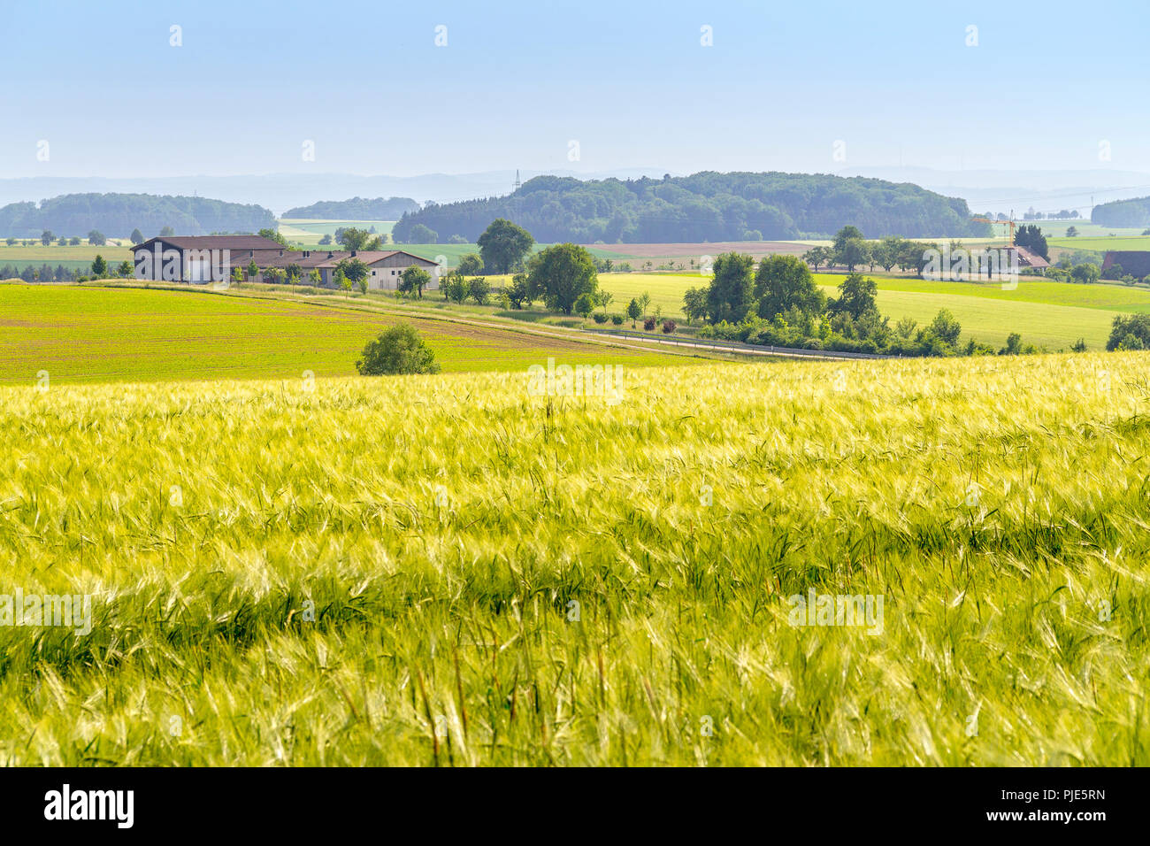 rural agricultural scenery with crop field at spring time in Hohenlohe ...