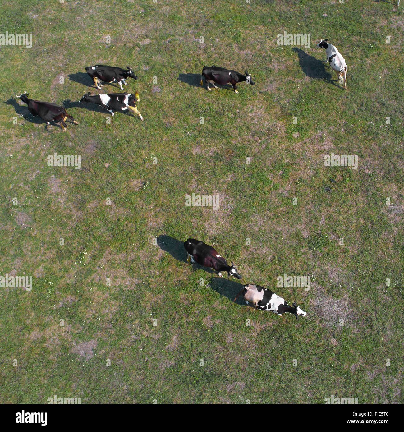 Cattle birds eye view hi-res stock photography and images - Alamy