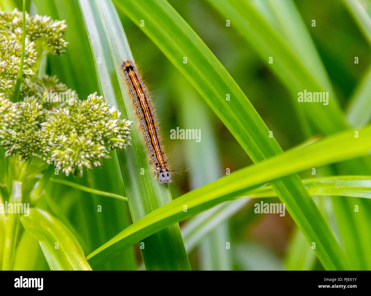 Caterpillar lackey moth hi-res stock photography and images - Alamy