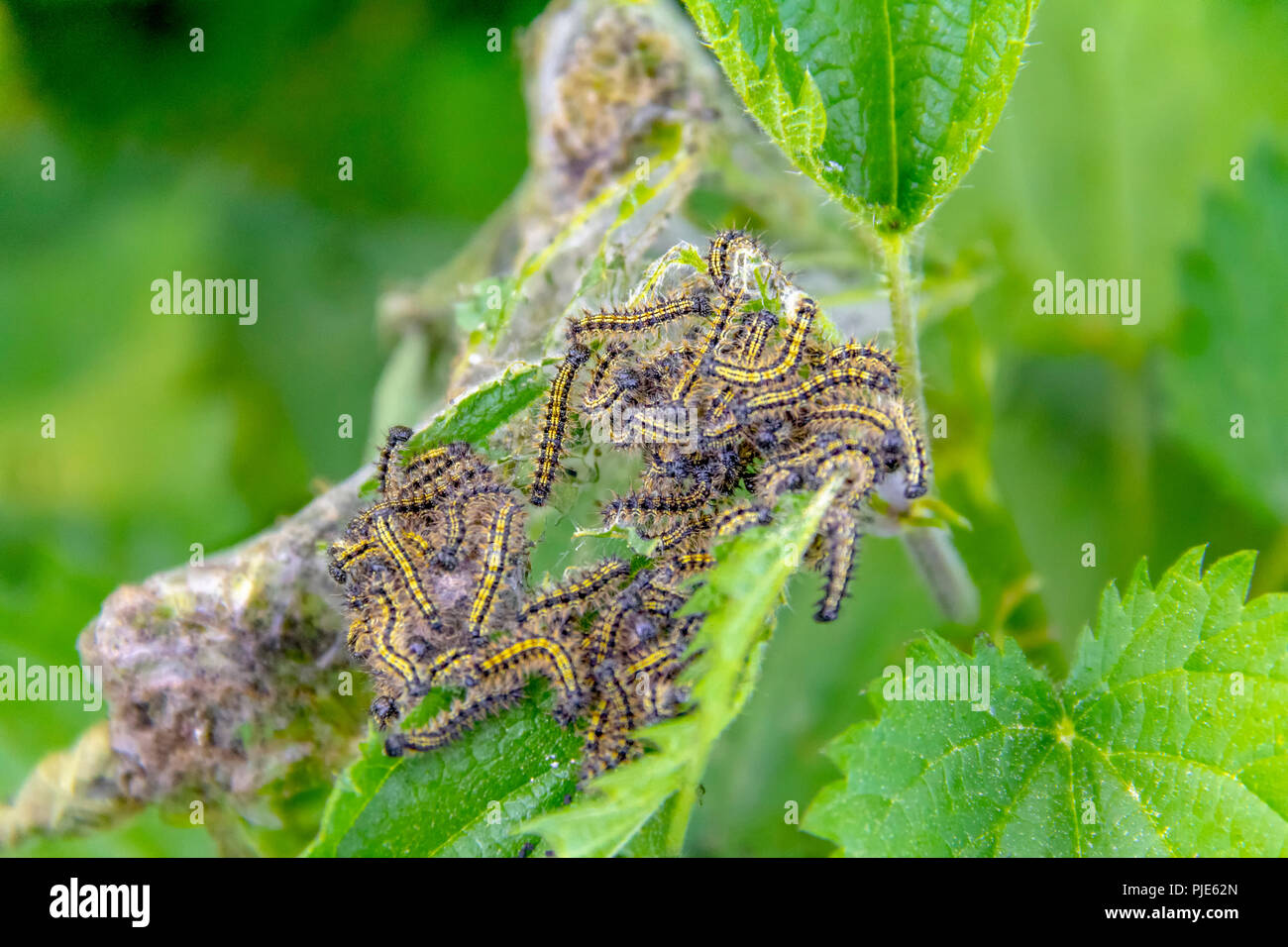 Tortoiseshell butterfly caterpillar hi-res stock photography and images ...