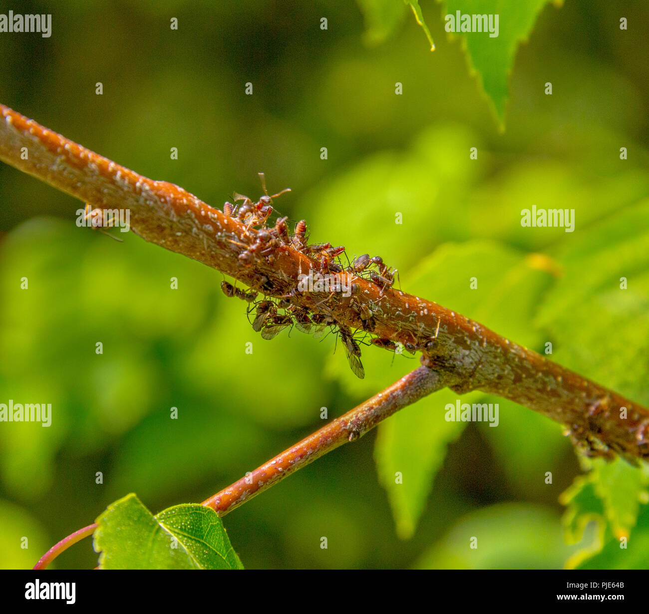 plant lice colony protected by some ants closeup in natural ambiance ...