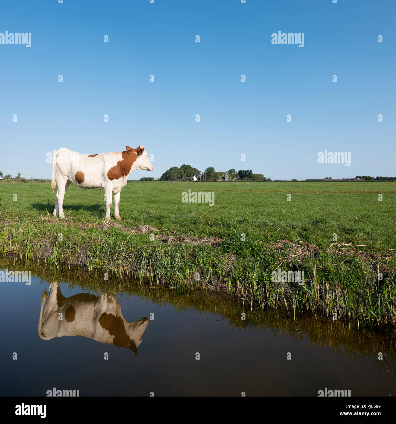 Red holstein cattle hi-res stock photography and images - Alamy