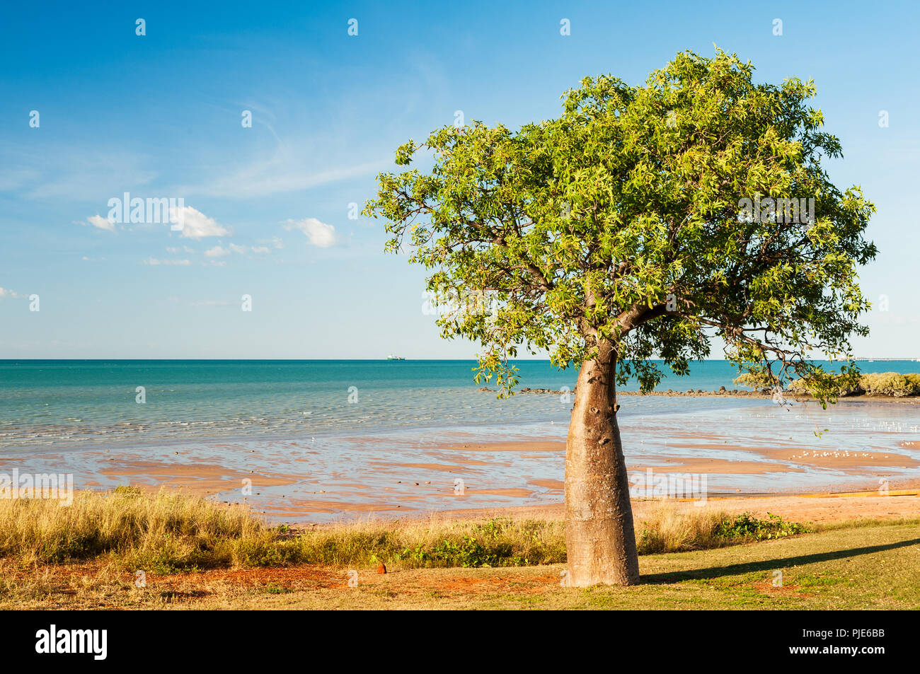 Boab tree kimberley australia hi-res stock photography and images - Alamy