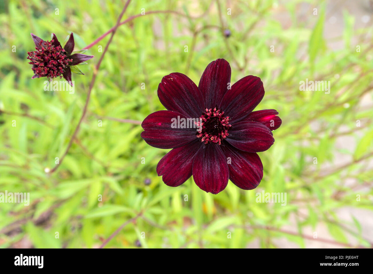 Chocolate cosmos hi-res stock photography and images - Alamy