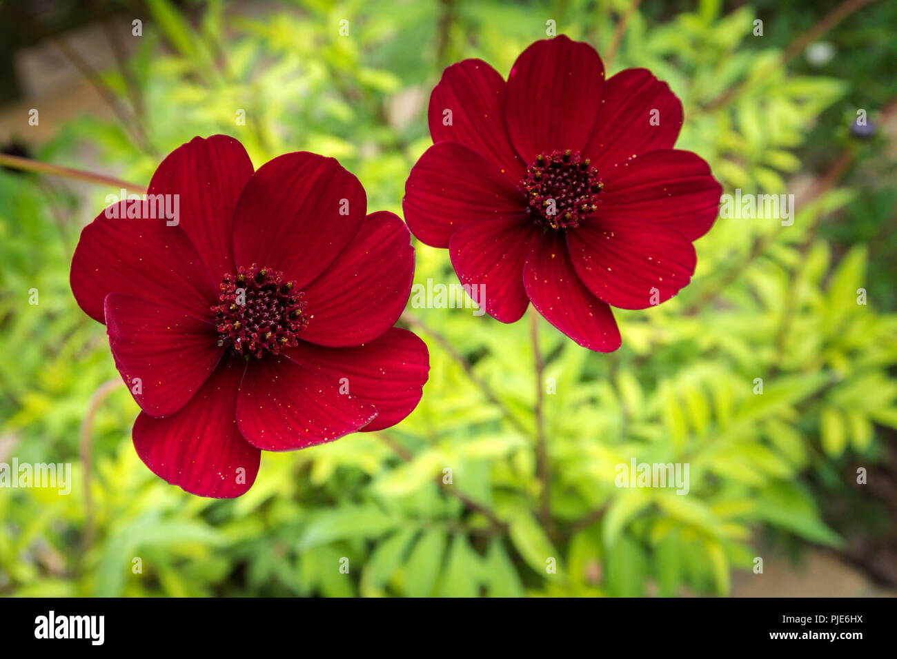 Chocolate cosmos hi-res stock photography and images - Alamy