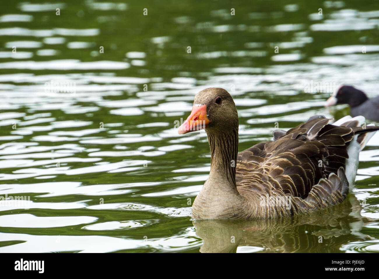 Curious duck swimming in water Stock Photo - Alamy