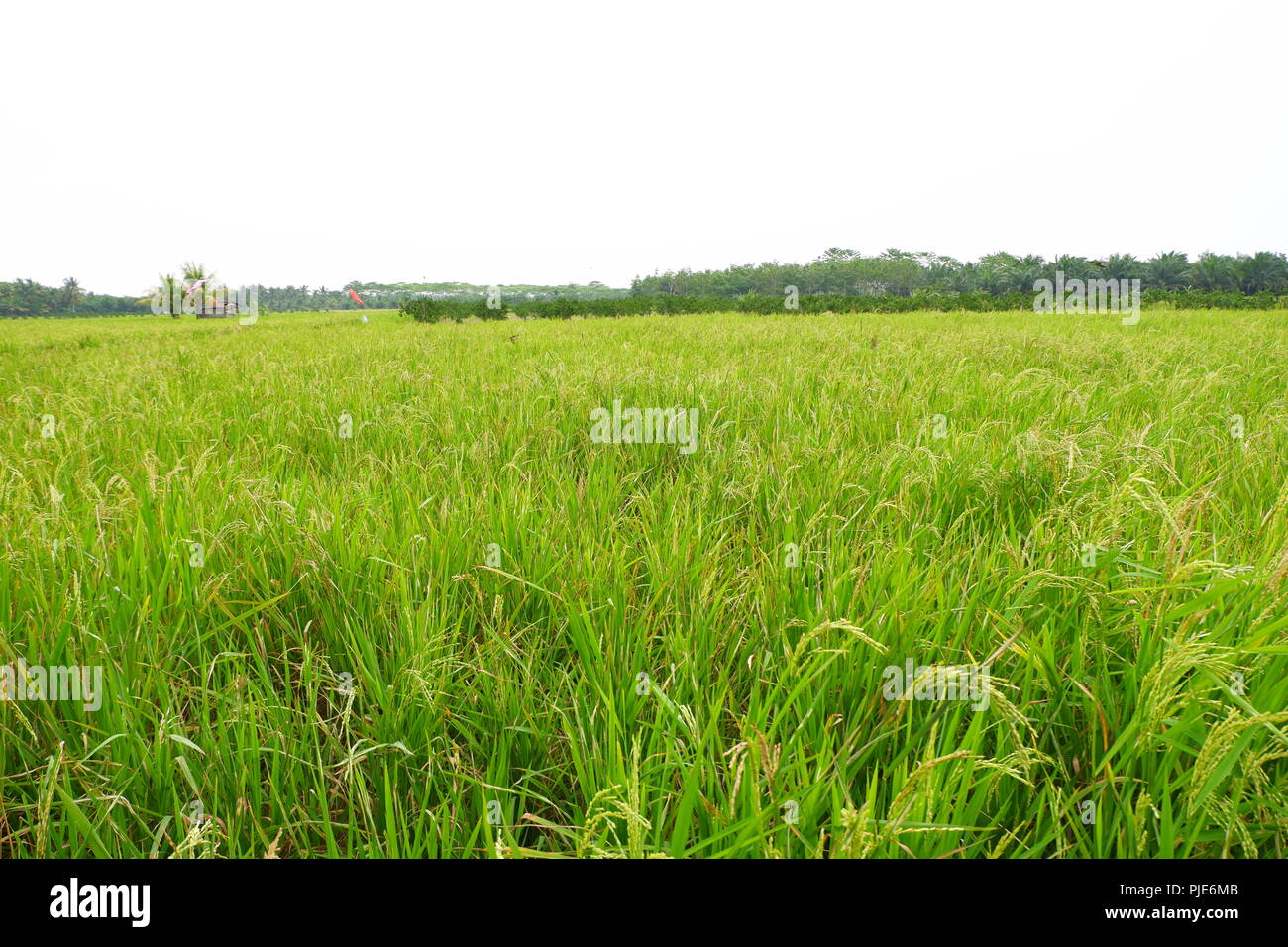 How to plant rice hi-res stock photography and images - Alamy