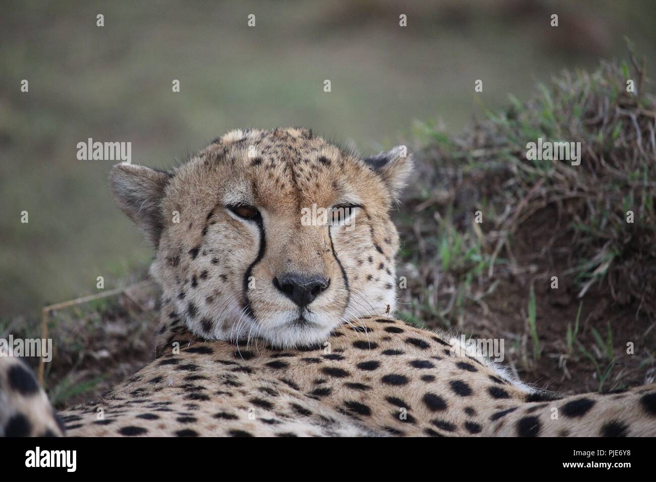 Cheetah ears hi-res stock photography and images - Alamy