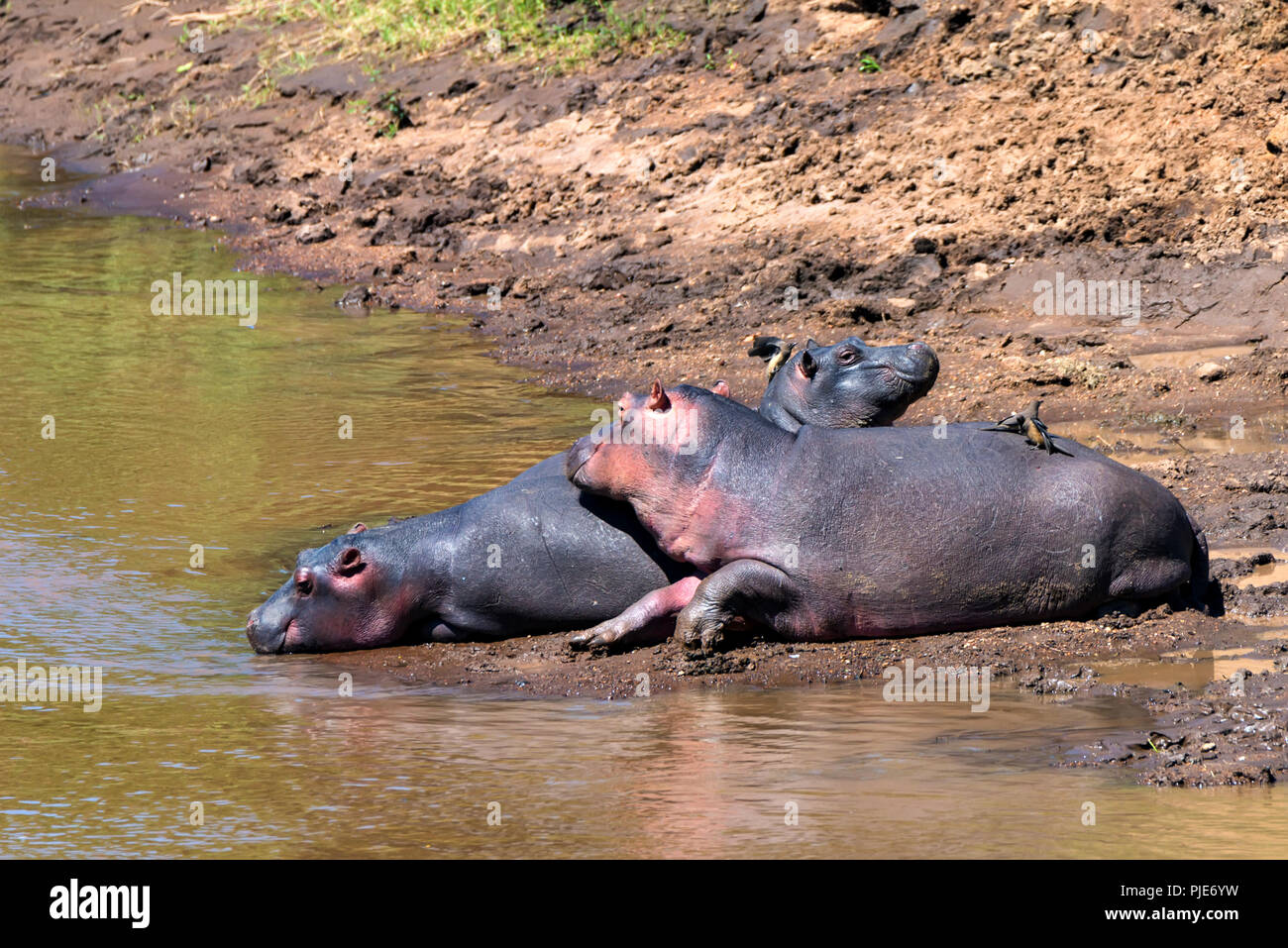 Close hippo or Hippopotamus amphibius in water Stock Photo - Alamy