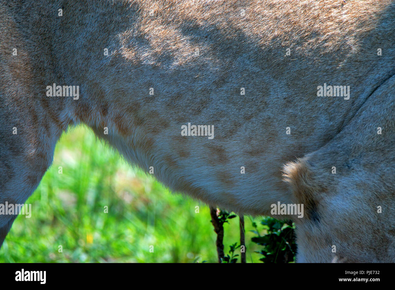 Lion skin hi-res stock photography and images - Alamy