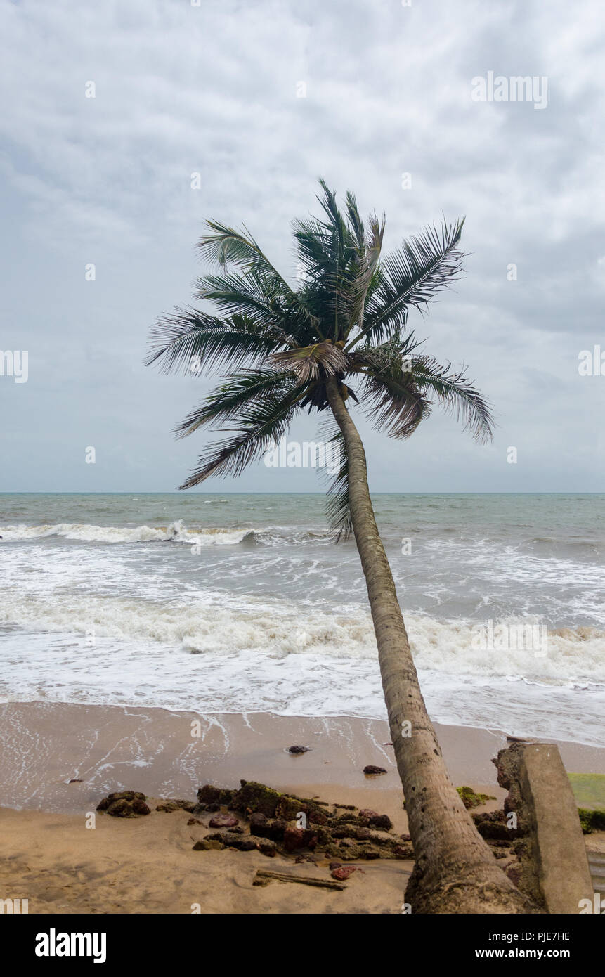A coconut tree ( Cocos nucifera ) overlooking the rough sea on a cloudy ...