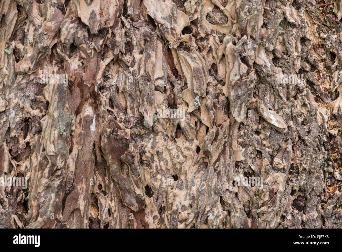 Insect habitat hi-res stock photography and images - Alamy