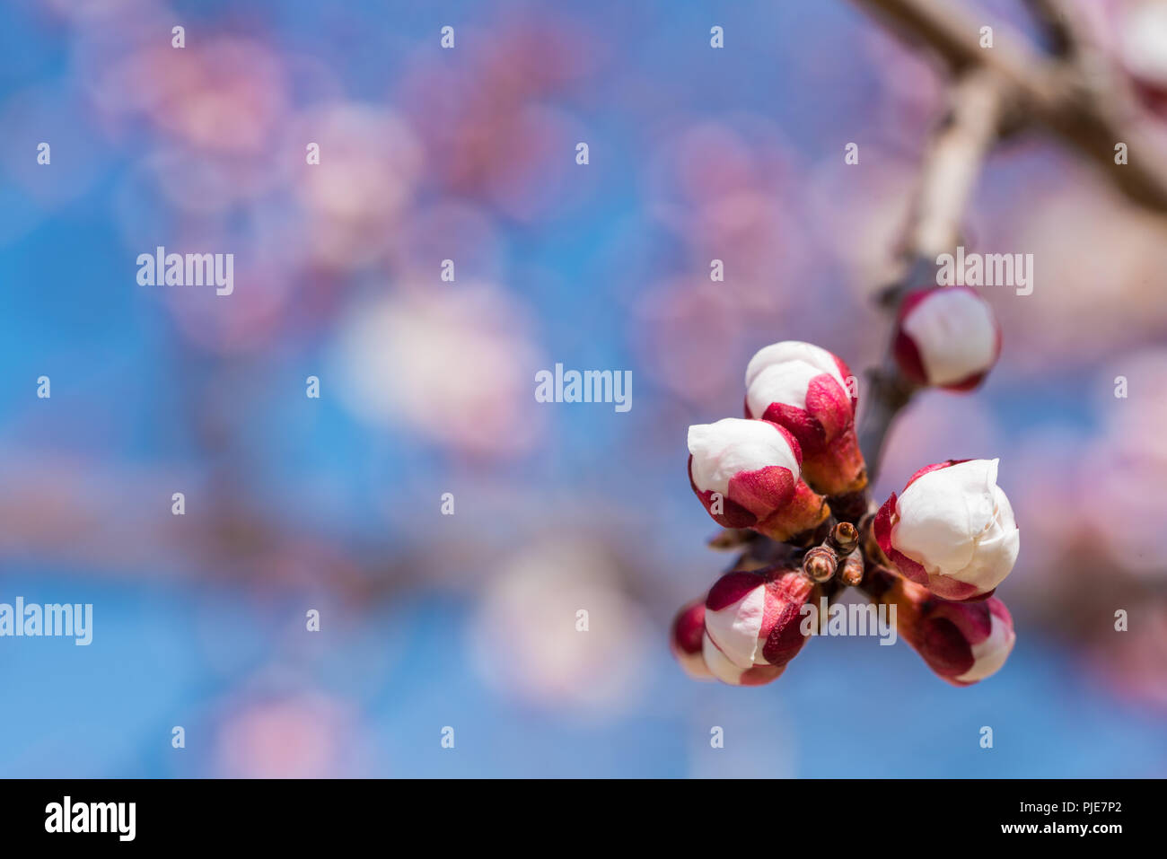 Beautiful flowers on branch apricot hi-res stock photography and images ...