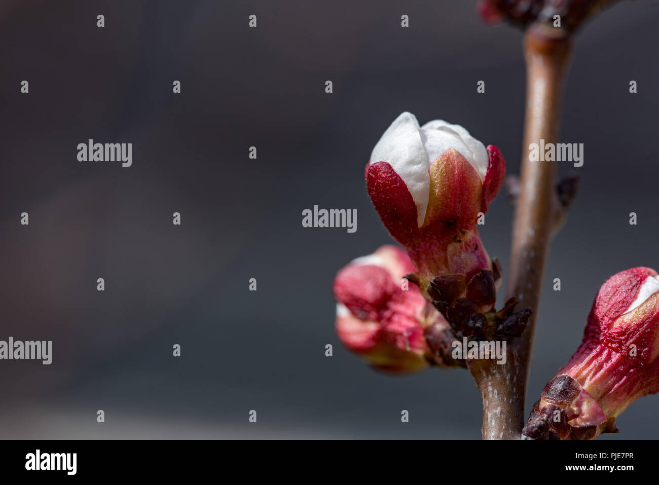 Beautiful flowers on branch apricot hi-res stock photography and images ...