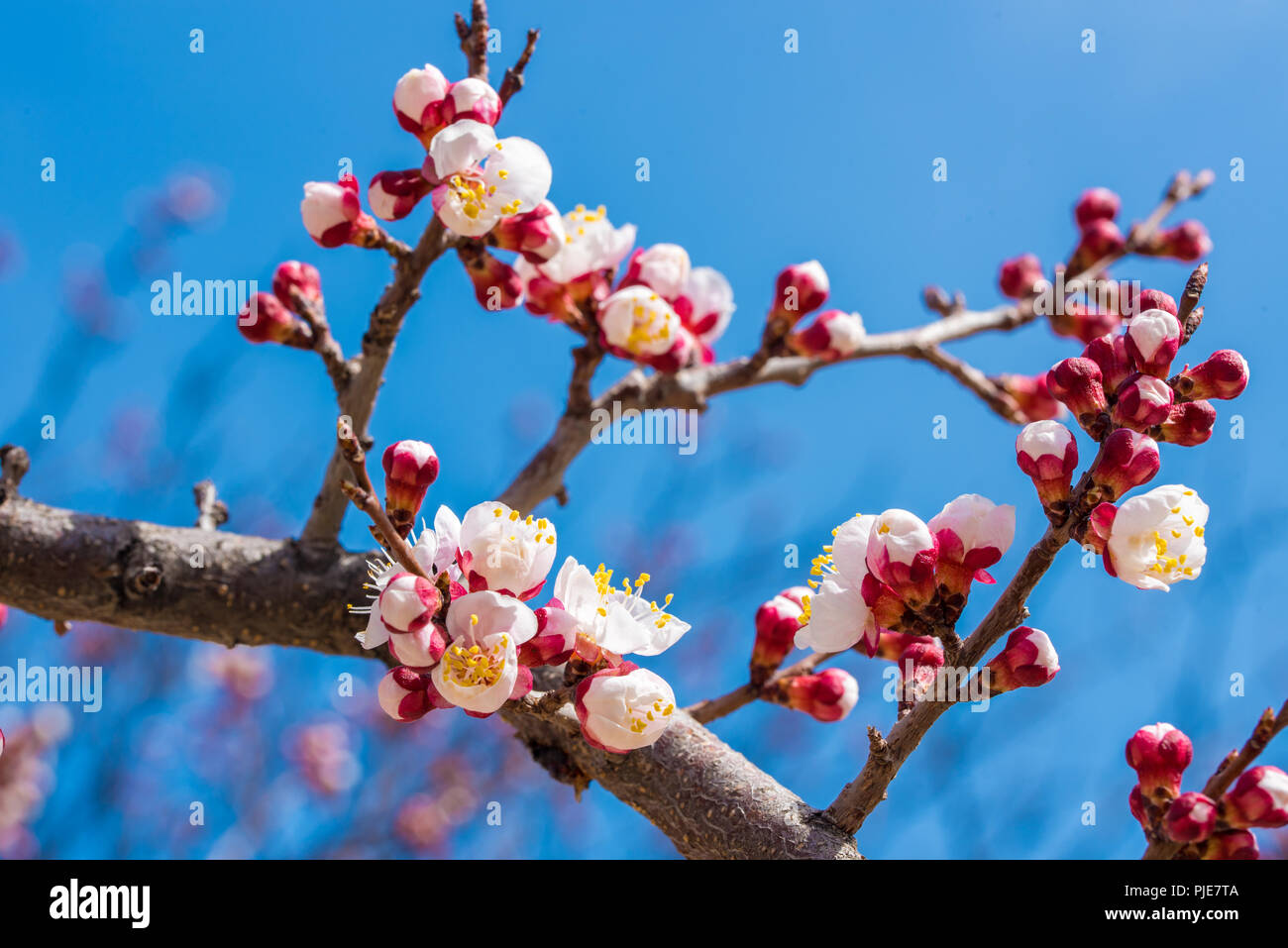 Beautiful flowers on branch apricot hi-res stock photography and images ...