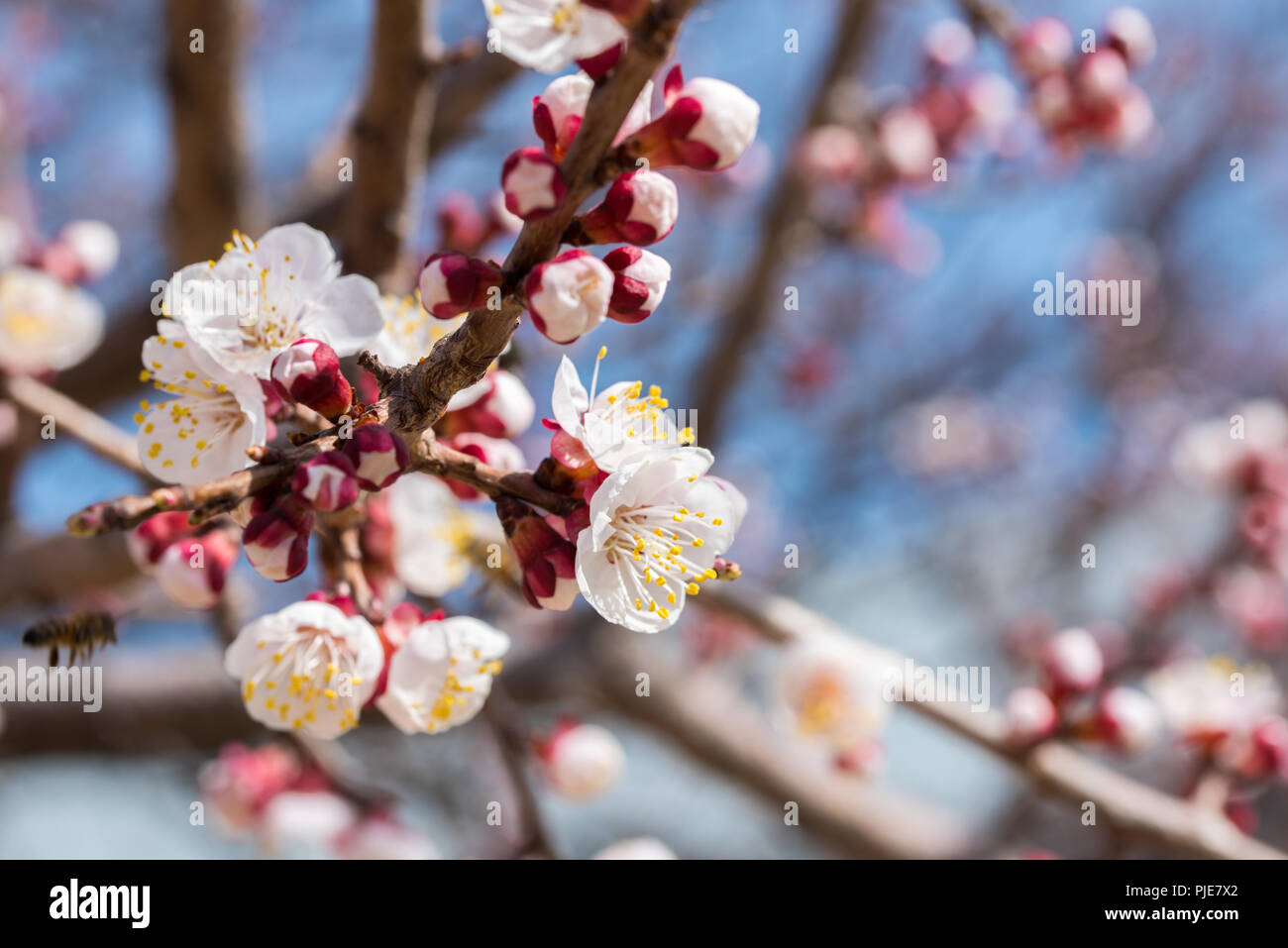 Beautiful flowers on branch apricot hi-res stock photography and images ...