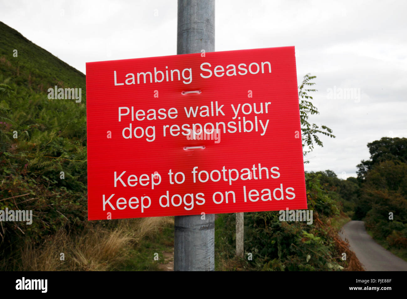 Warning sign for lambing season Stock Photo - Alamy