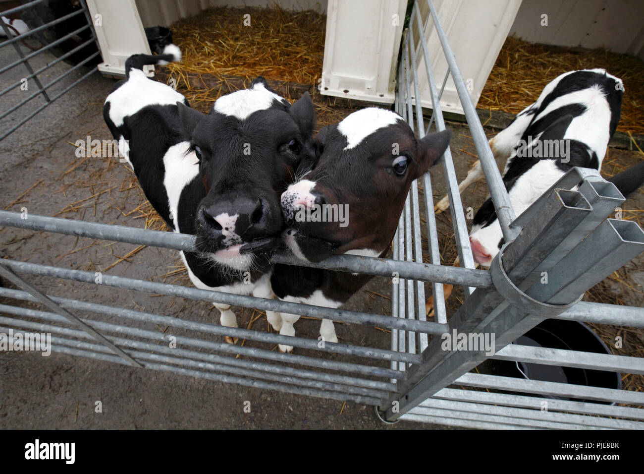 Friesian calves hi-res stock photography and images - Alamy