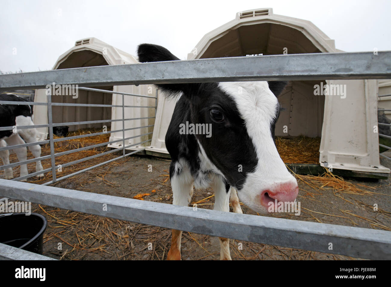 Cow holding pen hi-res stock photography and images - Alamy