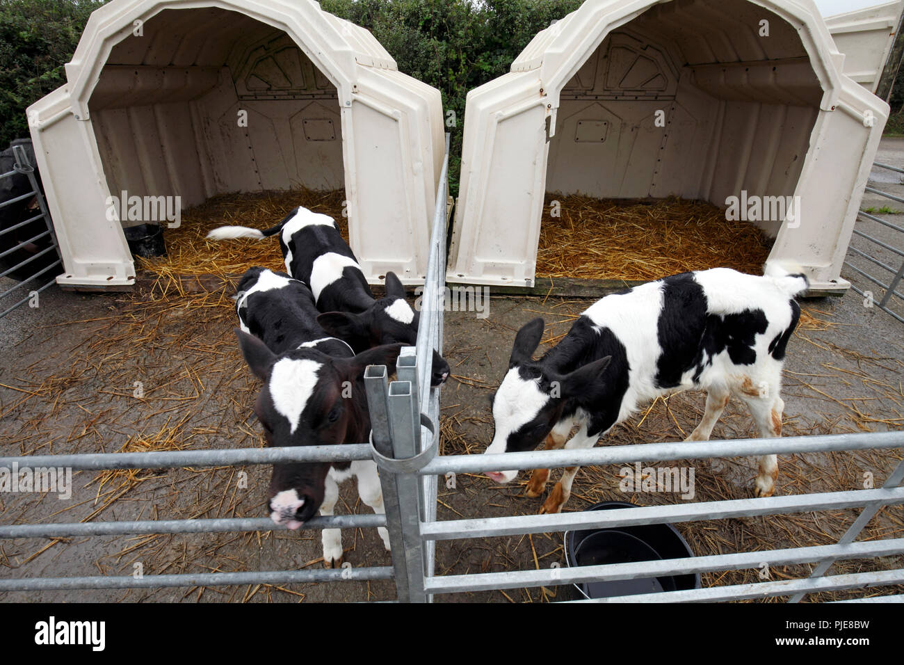 Friesian calves in pens Stock Photo - Alamy