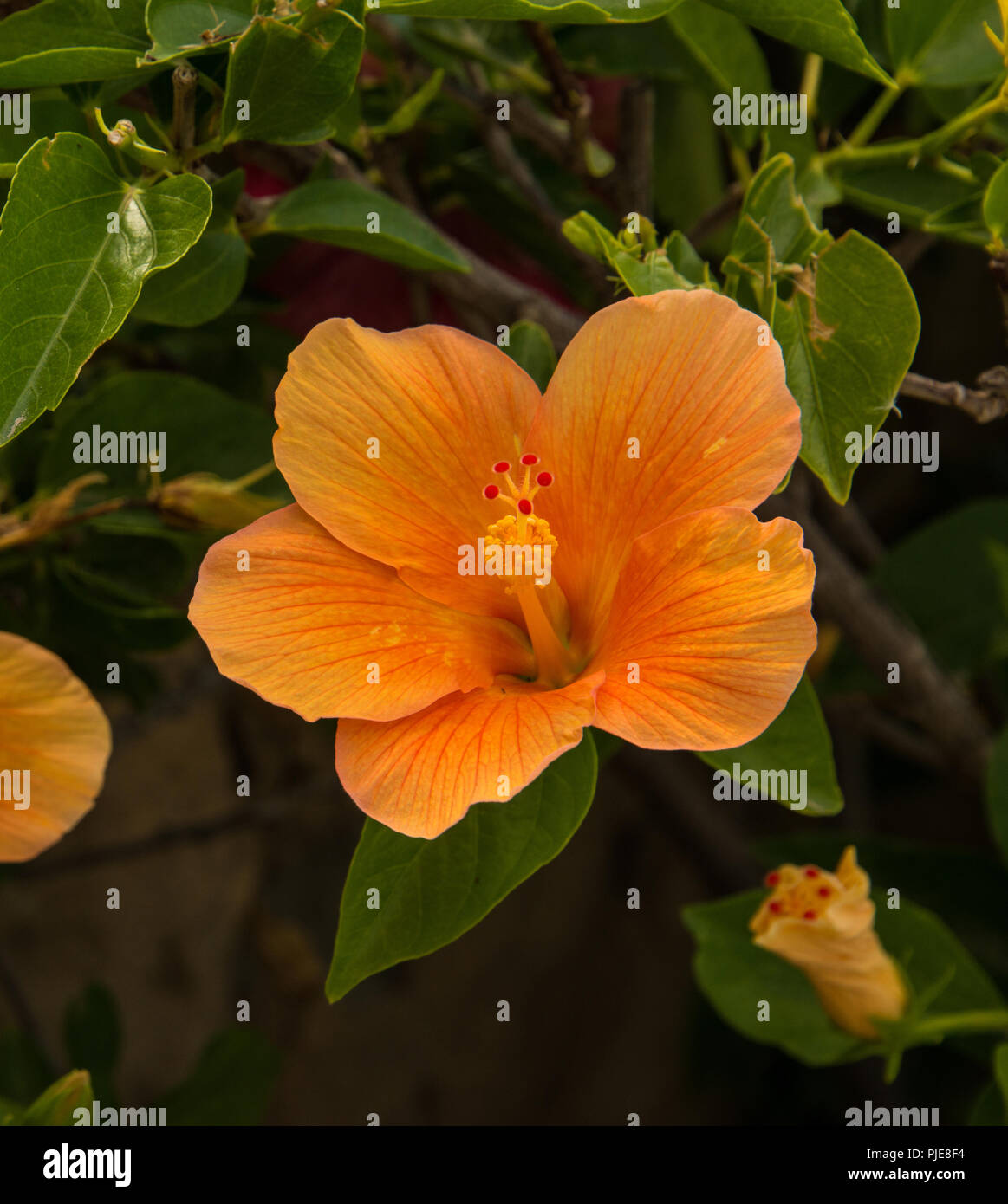 Orange Hibiscus flowers Stock Photo - Alamy
