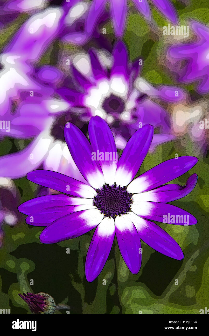 Purple Daisy Flower Stock Photo - Alamy