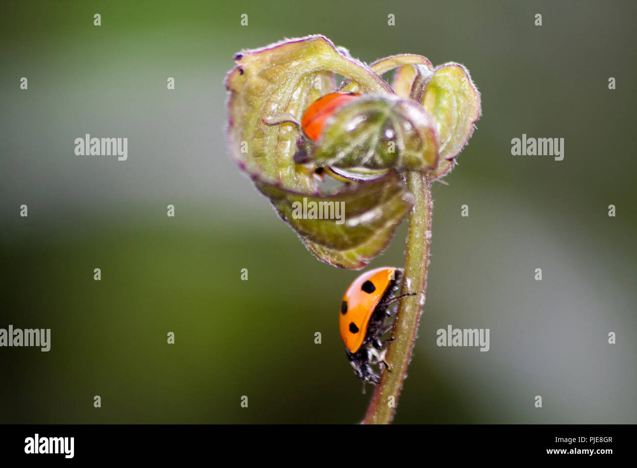 Harlequin lady bird uk hi-res stock photography and images - Alamy