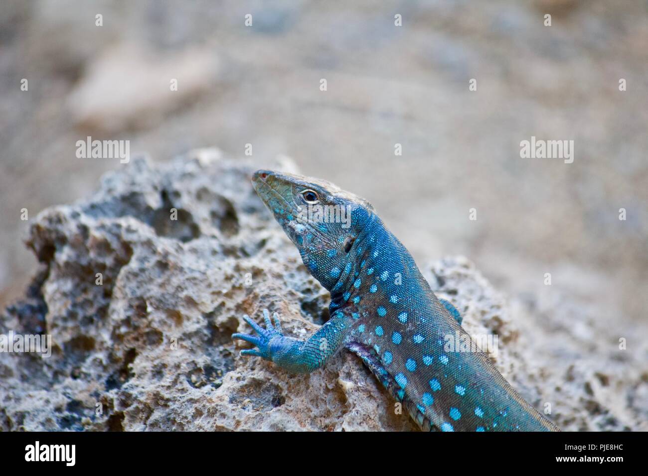 Aruban Whiptail Lizard