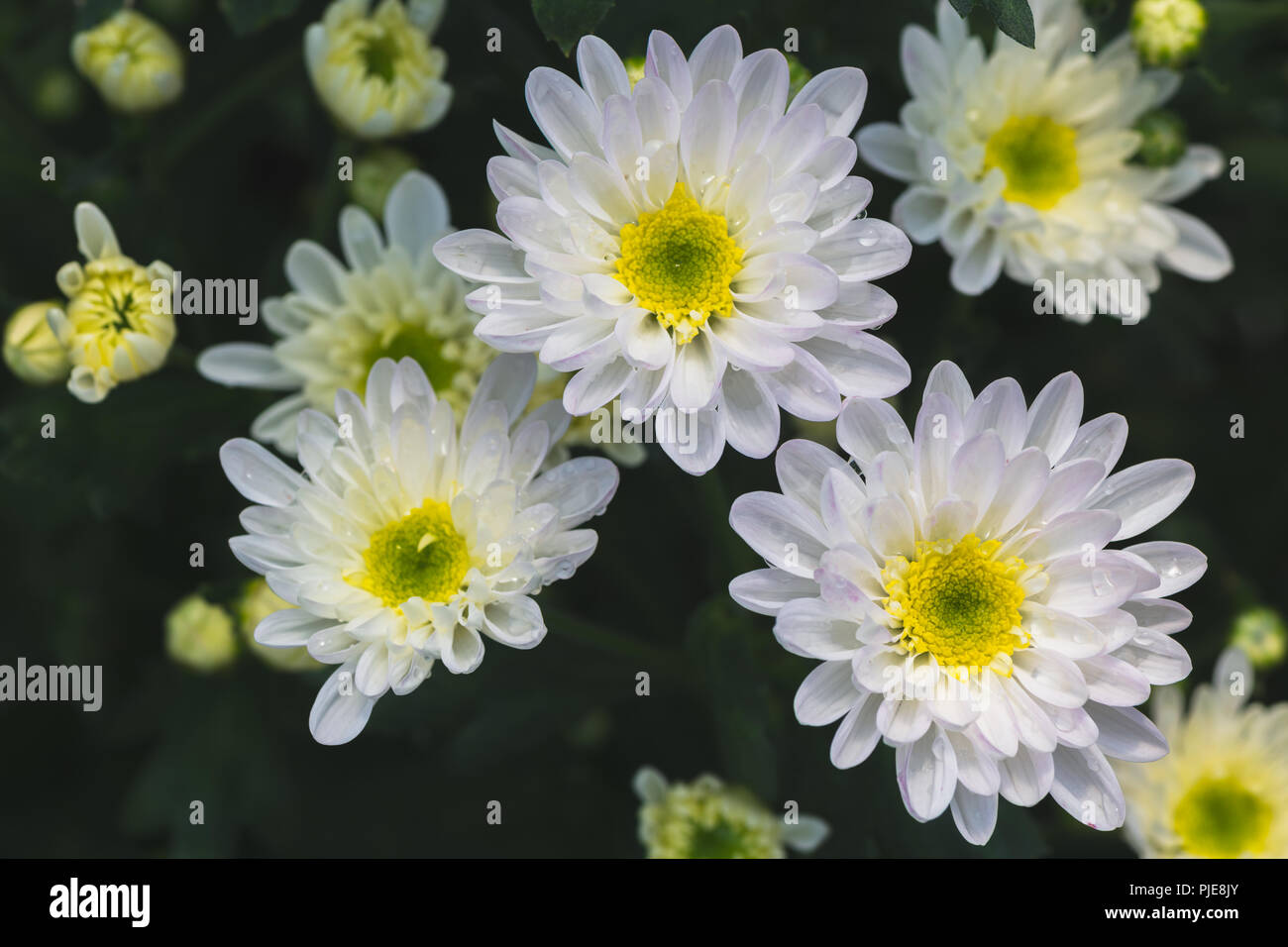 Closed up of White Chrysanthemum Flower with Yellow Center on top view ... Closed up of White Chrysanthemum Flower with Yellow Center on top view ...