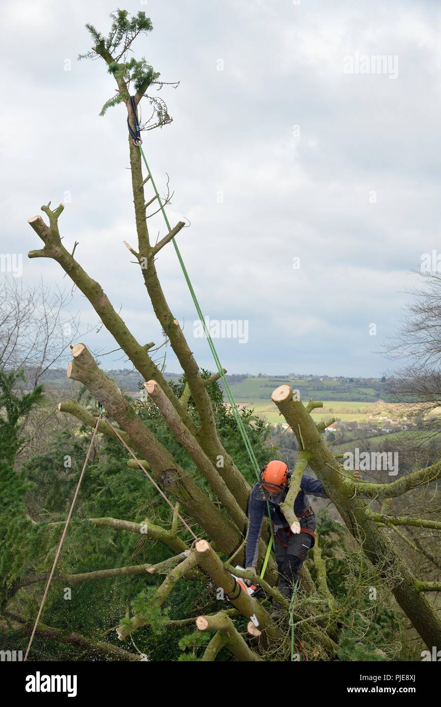 Branches of the harness hi-res stock photography and images - Alamy