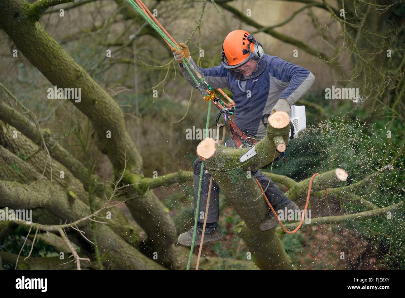 Tree surgeon cutting branches of a Deodar cedar tree uprooted in a ...
