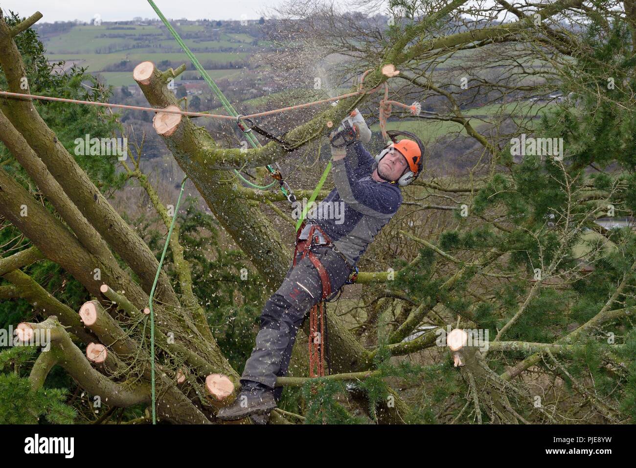 Tree surgeon cutting branches of a Deodar cedar tree uprooted in a ...
