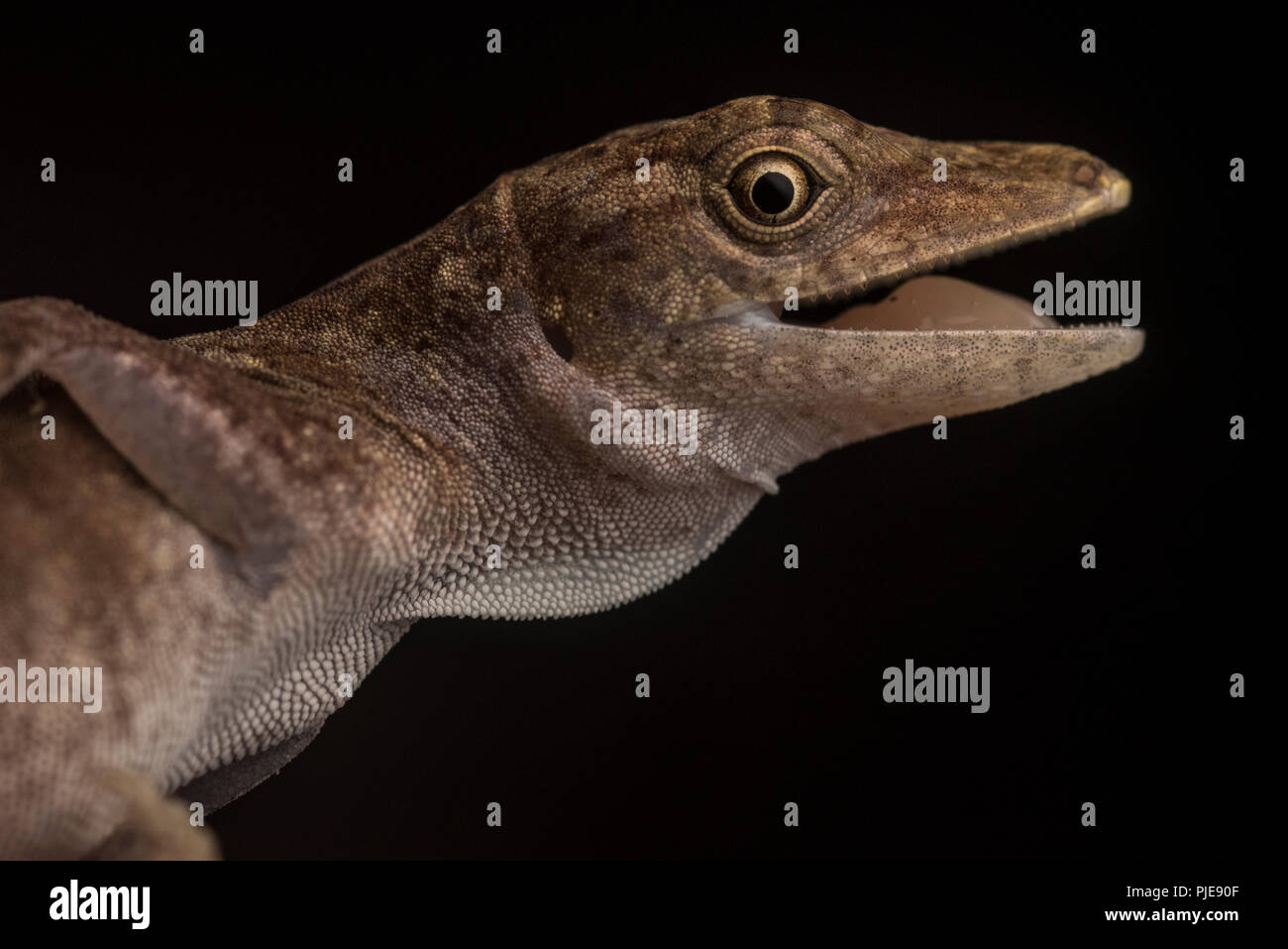 An Amazon slender anole (Anolis fuscoaurateus) tries to look as ...