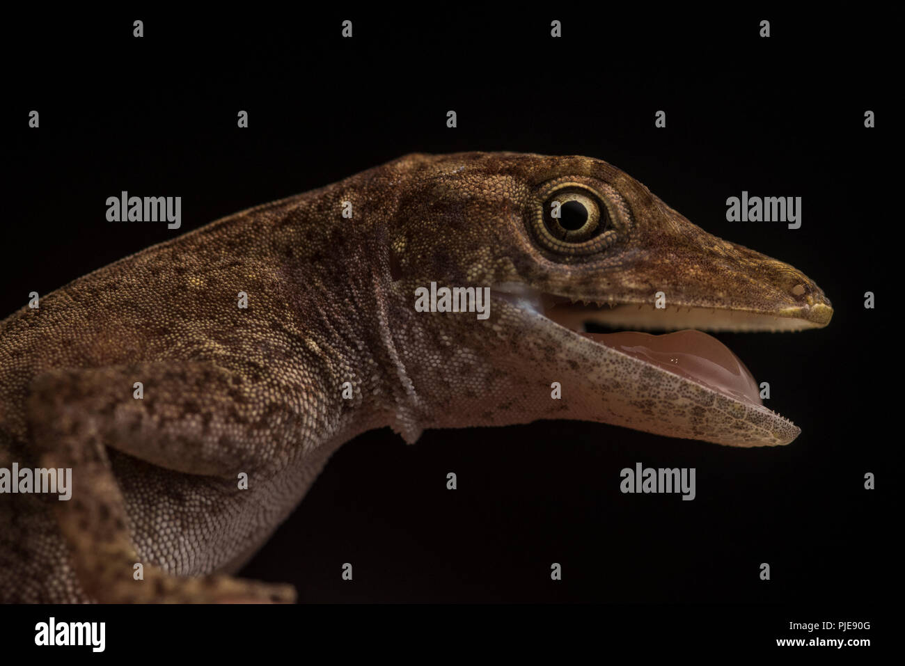 Possible predation hi-res stock photography and images - Alamy