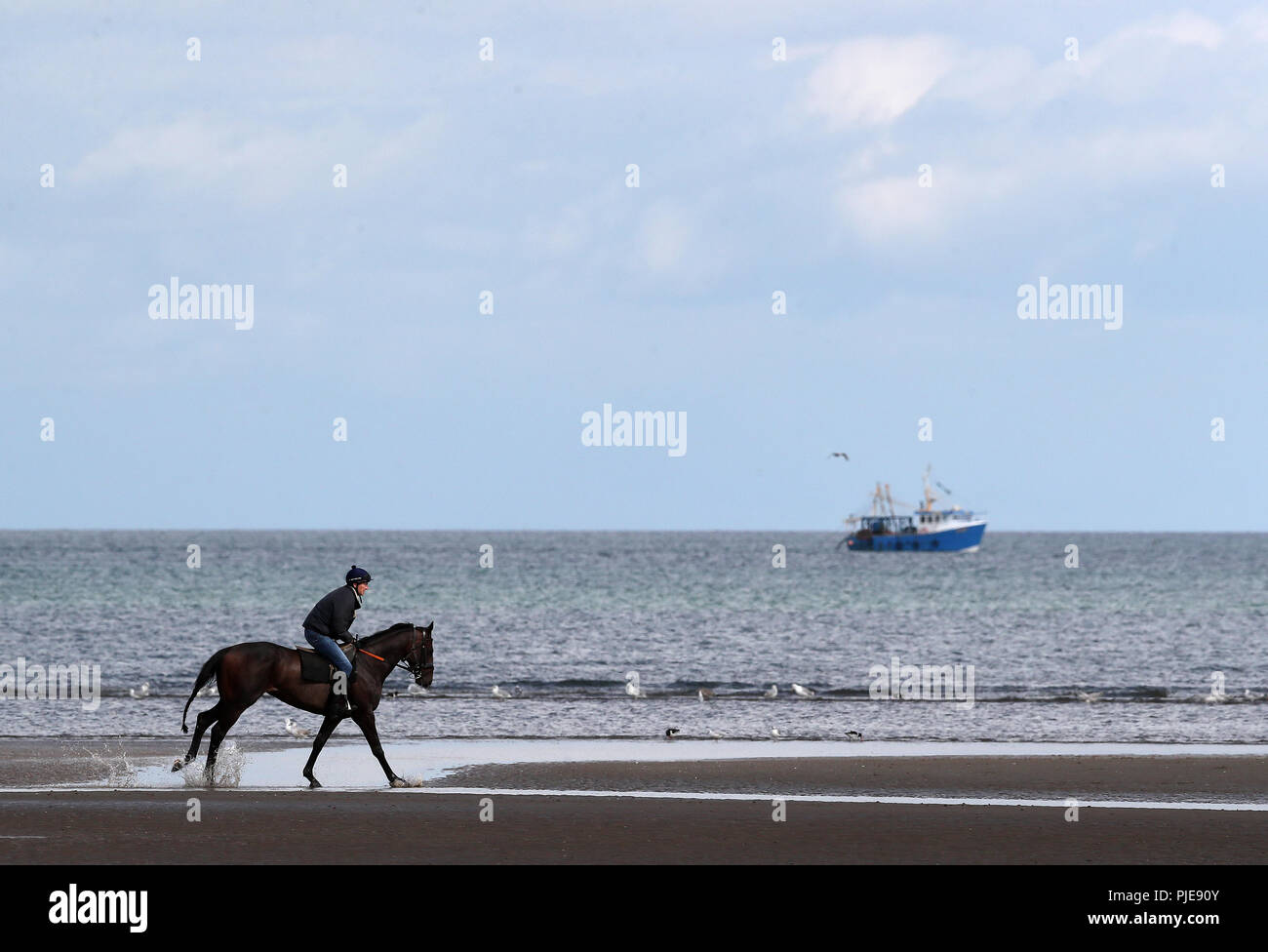 A horse and jockey walk the beach ahead of the Laytown races Stock ...