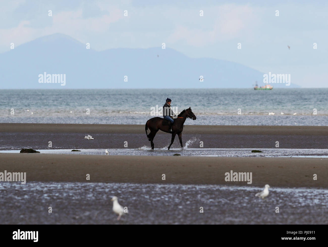 A horse and jockey walk the beach ahead of the Laytown races Stock ...