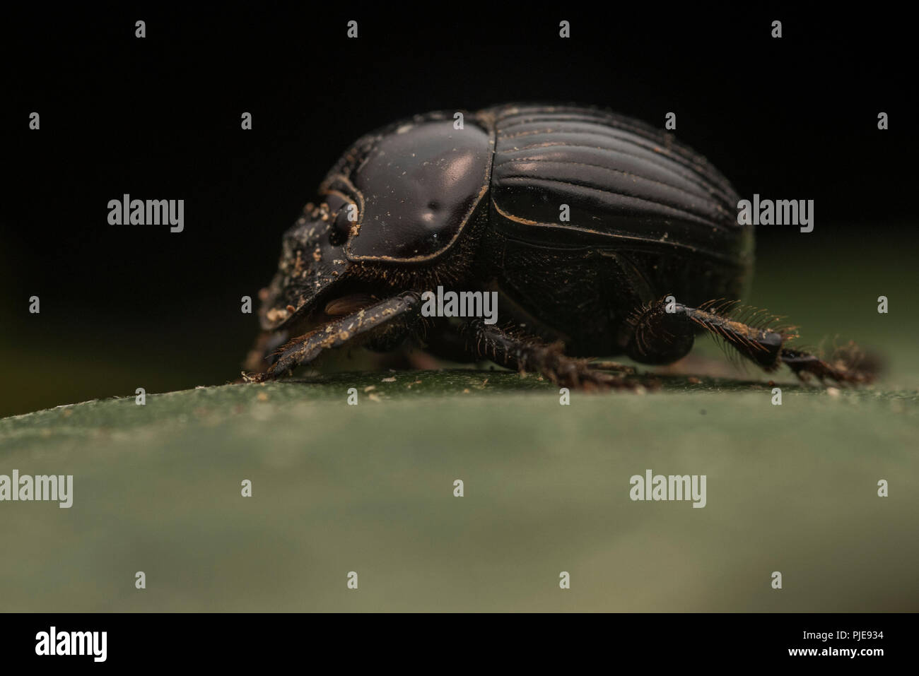 A dung beetle from the Amazon rain forest, photographed in Southern ...