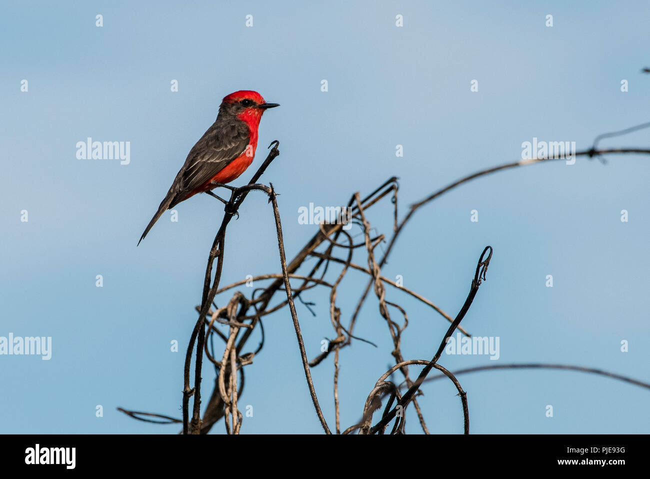 A male vermilion flycatcher (Pyrocephalus rubinus) in Madre de Dios ...