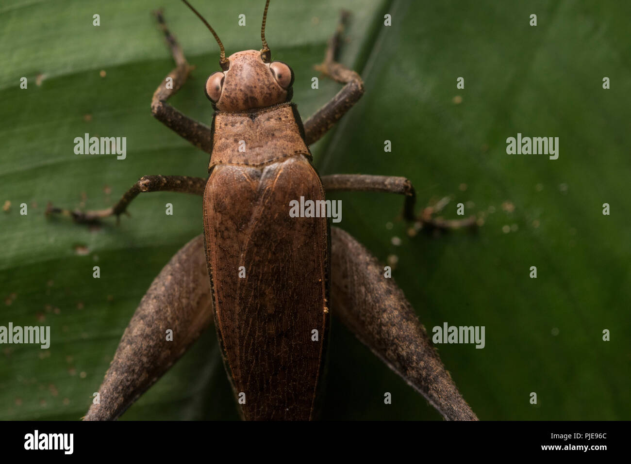 A close up of a jungle cricket from Madre de dios, Peru. The diversity ...