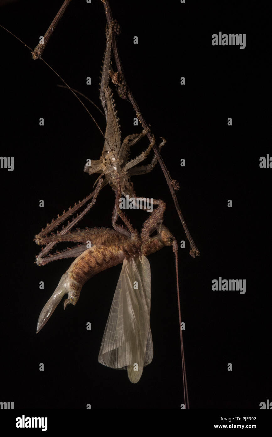 Cricket shedding exoskeleton hi-res stock photography and images - Alamy