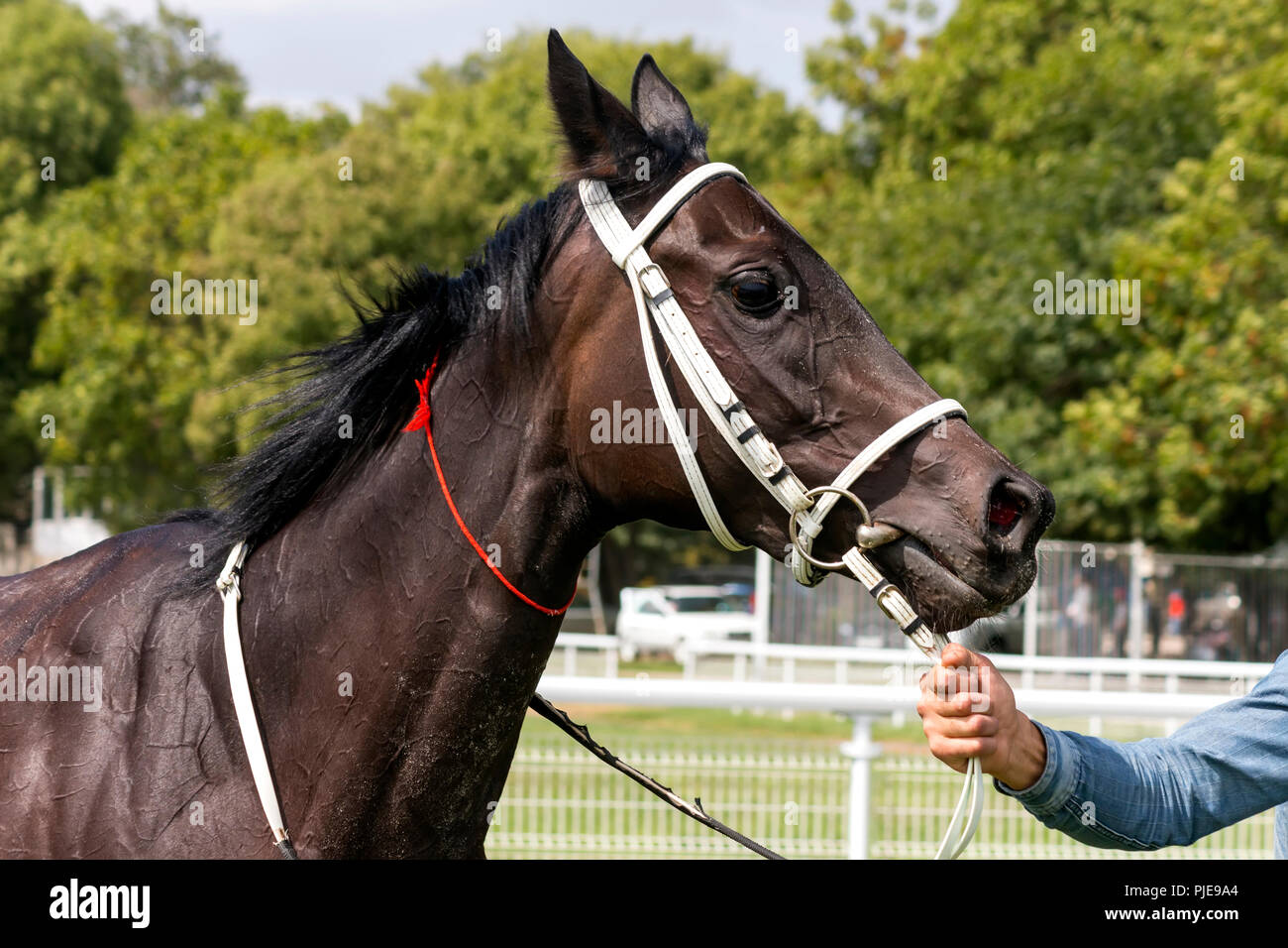 Portrait of a purebred mare after a horse race Stock Photo - Alamy