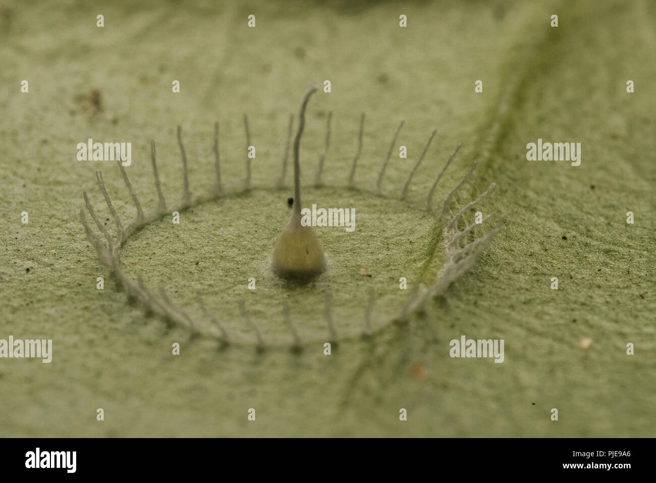 This mysterious structure is called silkhenge, it is made by a spider ...
