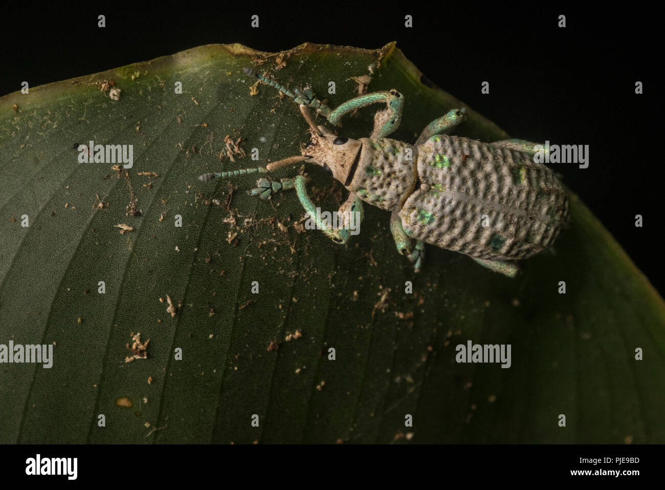 Elytra hi-res stock photography and images - Alamy