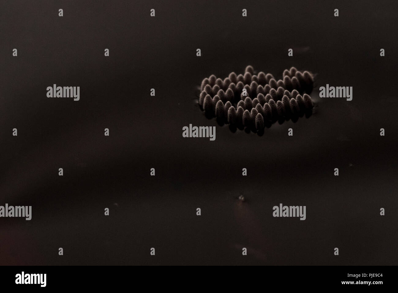 A cluster of mosquito eggs float on the water's surface, soon they will ...